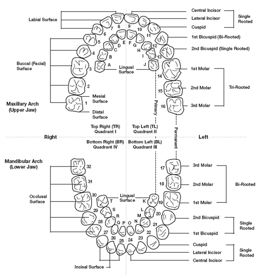 Dental